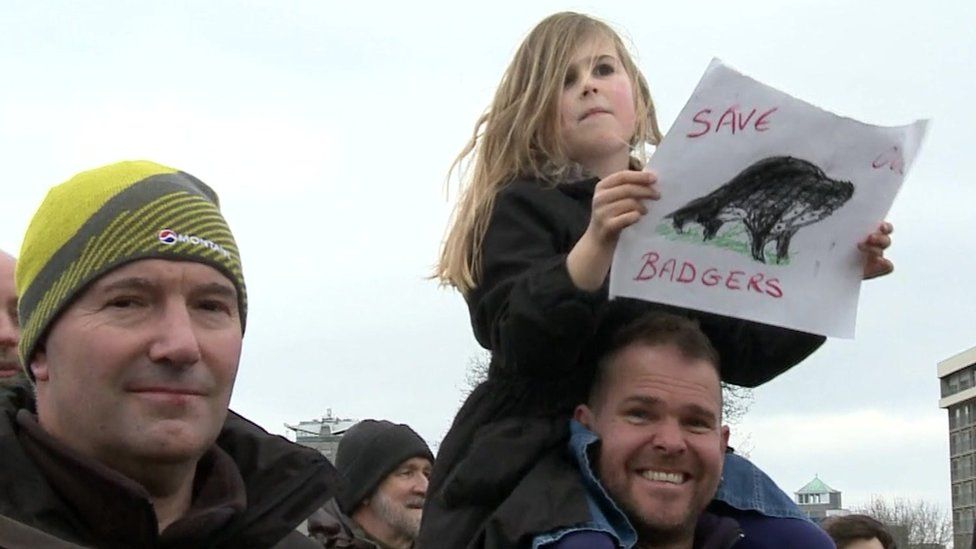 Hundreds protest against planned Devon badger culls - BBC News