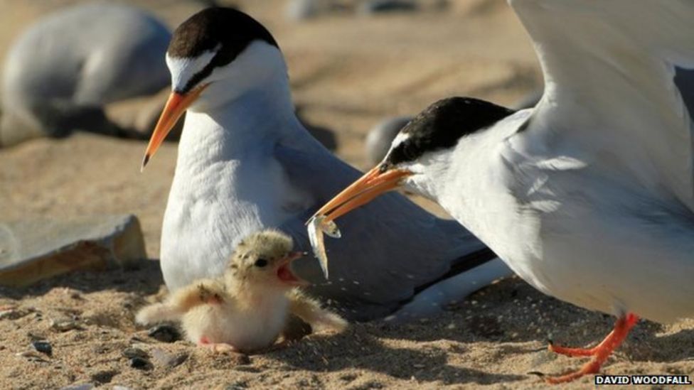 Little terns caught on camera at Gronant beach - BBC News