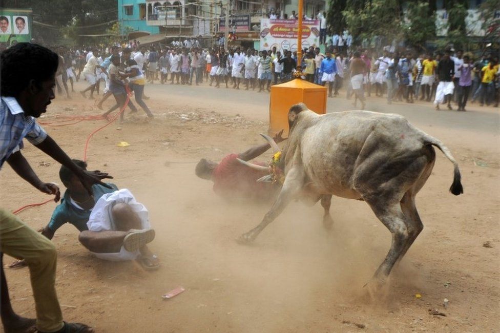 Why India bull-taming protest may not be just about bulls - BBC News