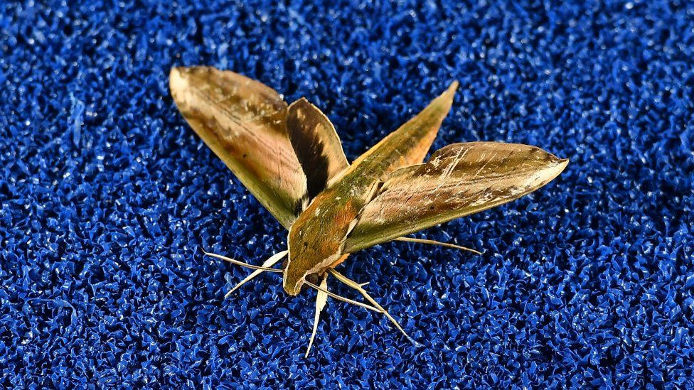 Rosy Maple Moth: The milkshake moth and other winged beauties - BBC ...