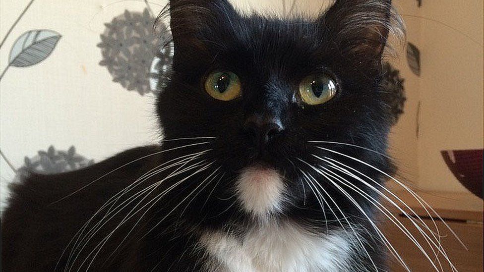 Royal Mail may ban deliveries over 'mail snatching' cat - BBC News