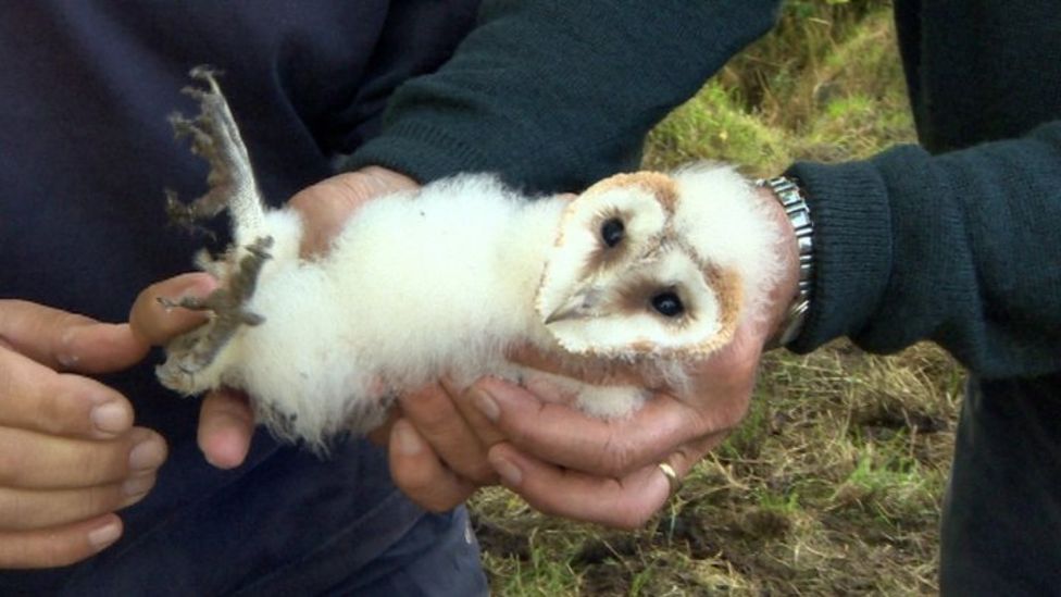'Cold and featherless' barn owl chicks rescued from lorry of hay - BBC News
