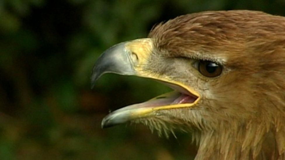 Bird of prey 'attacked' man out jogging near Derby - BBC News