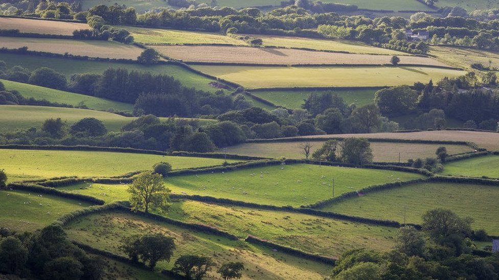 Targedau plannu coed yn 'fwch dihangol', medd gweinidog - BBC Cymru Fyw