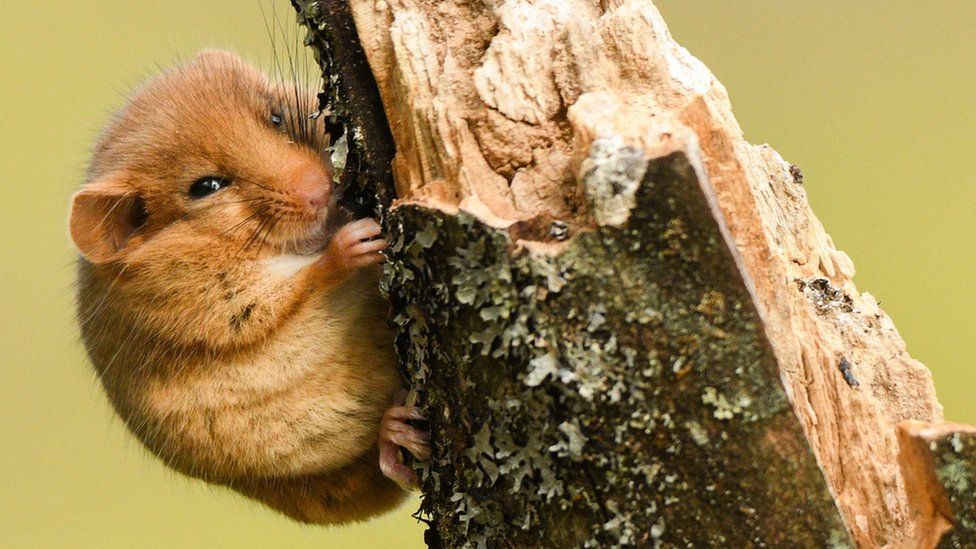 Hazel dormice: Rare rodent population drops by 75% - BBC Newsround
