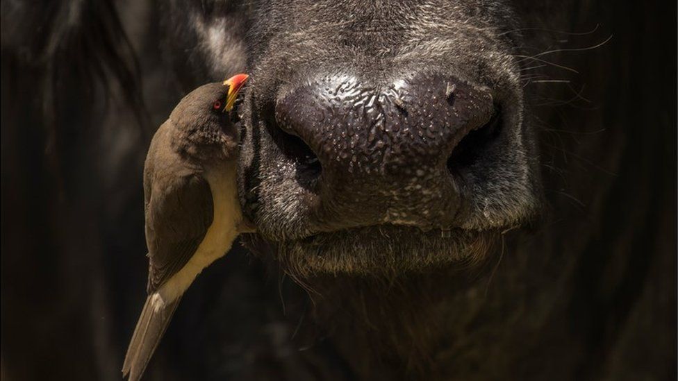 Bird Photographer of the Year 2023 winners - BBC Newsround