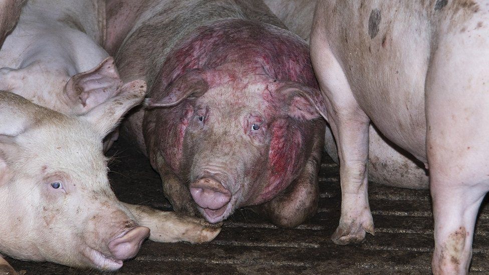Tesco drops pork farm over 'distressing' undercover film - BBC News