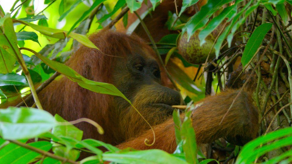 Will Gompertz reviews Sir David Attenborough’s Our Planet, on Netflix ...