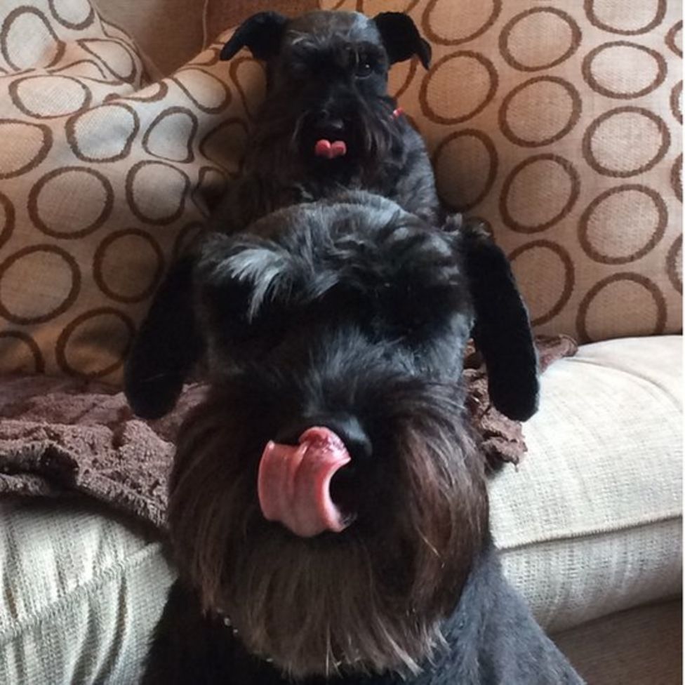 Dogs mirror other dogs' emotions: Your canine copycat pictures - BBC News