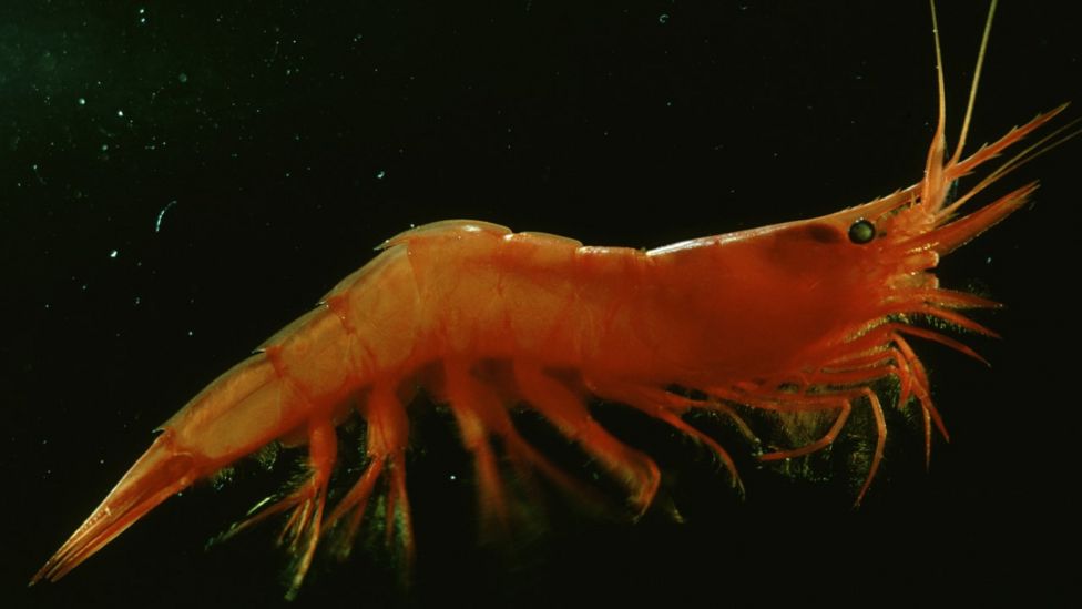 Rare rainbow sea slug found in Falmouth rock pool - BBC News
