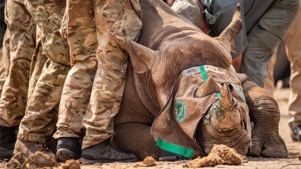 British troops move black rhinos to Malawi - BBC News