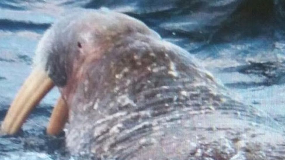 Arctic walrus spotted in North Ronaldsay and Sanday - BBC News