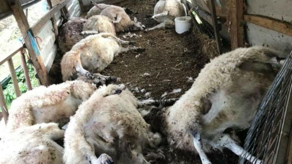 Rare Derbyshire Gritstone sheep dies after suspected dog attack - BBC News