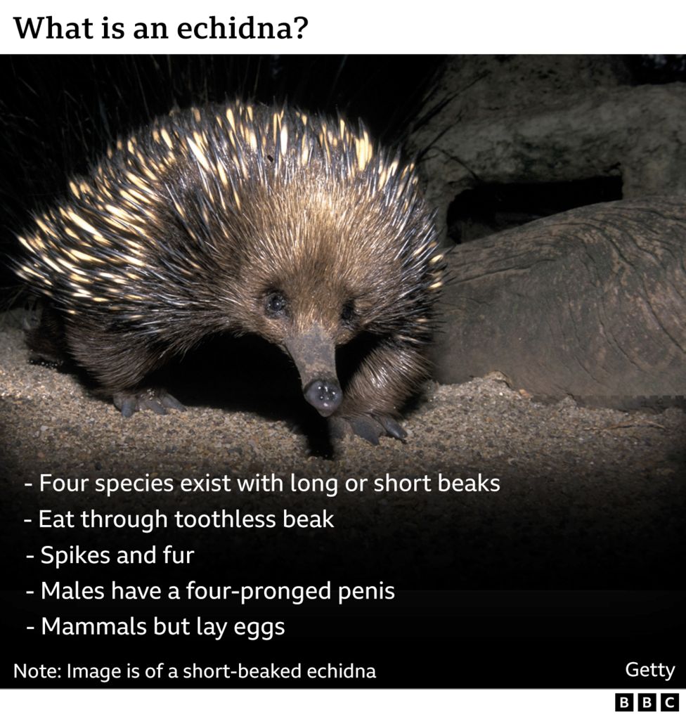 First-ever images prove 'lost echidna' not extinct - BBC News