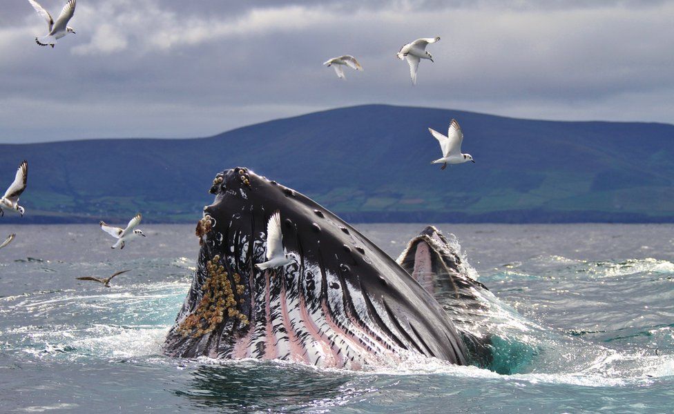 Wild Ireland: Having a whale of time filming wildlife - BBC News