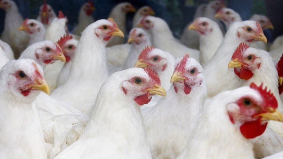 Millions of store chickens suffer burns from excrement - BBC News