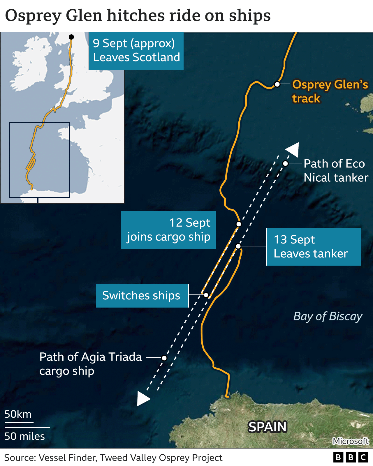 Migrating Borders osprey hitched a ride on cargo ships - BBC News