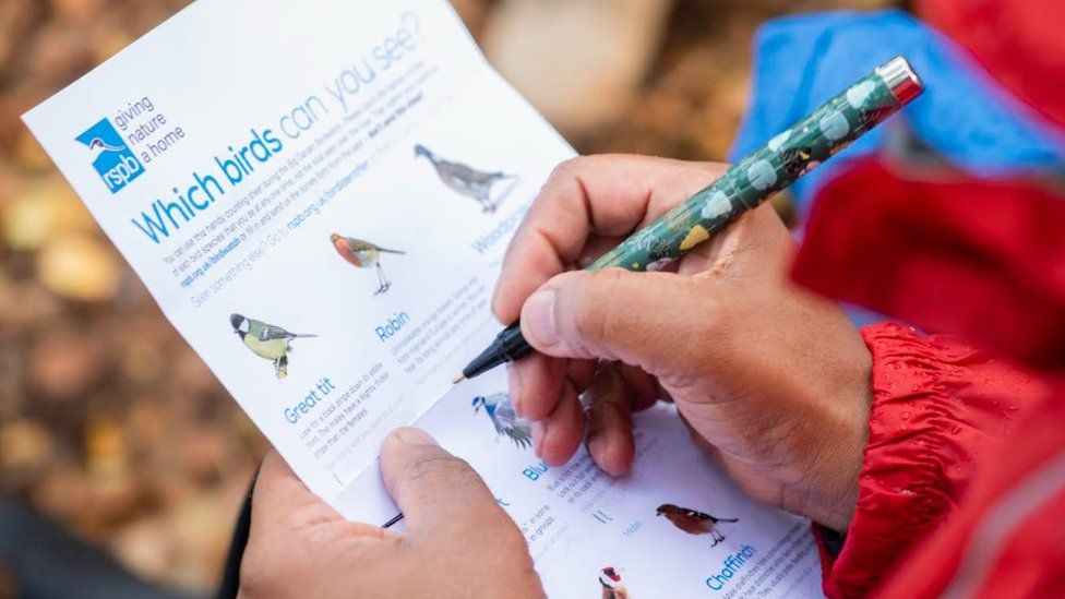 RSPB Big Garden Birdwatch: Charity asks people to help - BBC Newsround