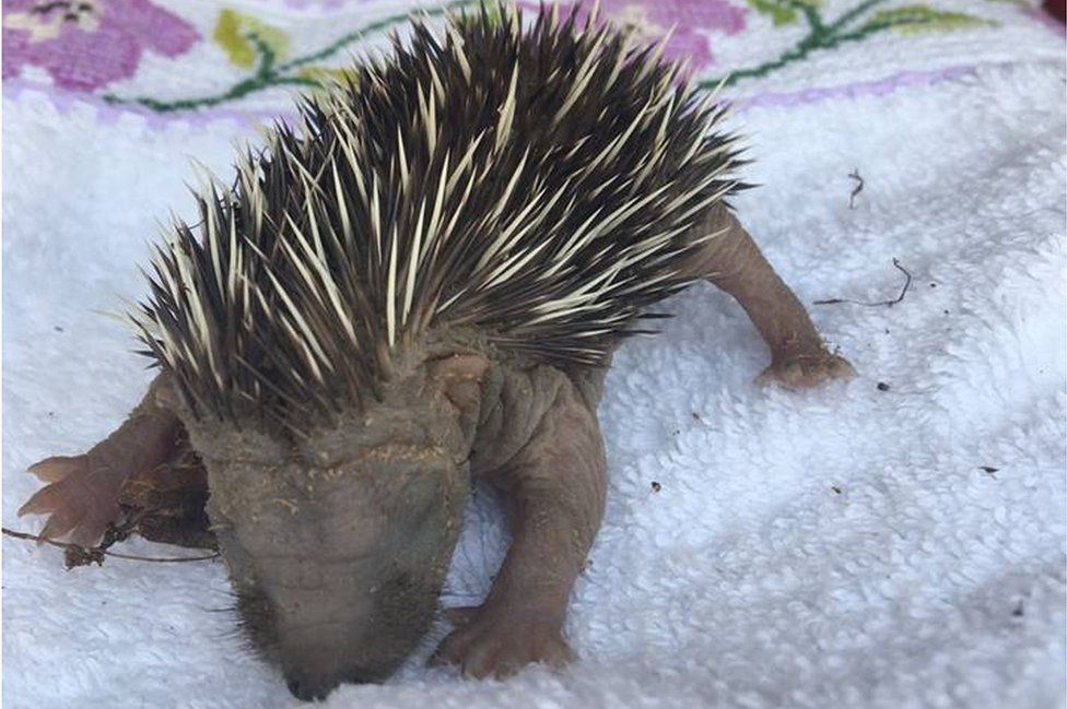 Baby hedgehogs 'crying for dead mother' in dog attack - BBC News