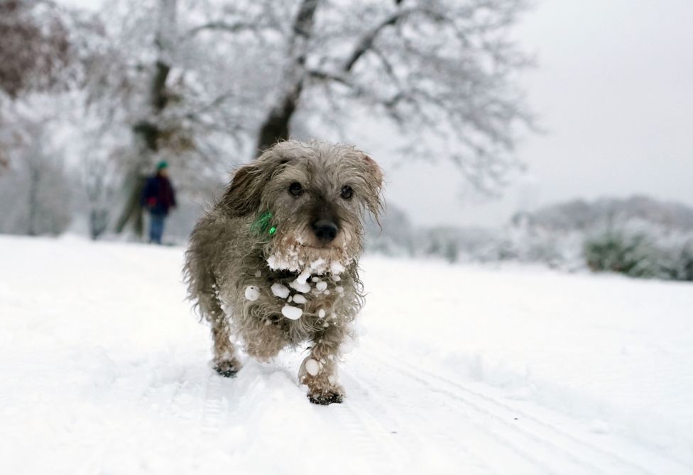 London snow: Wintry scenes captured in the capital - BBC News