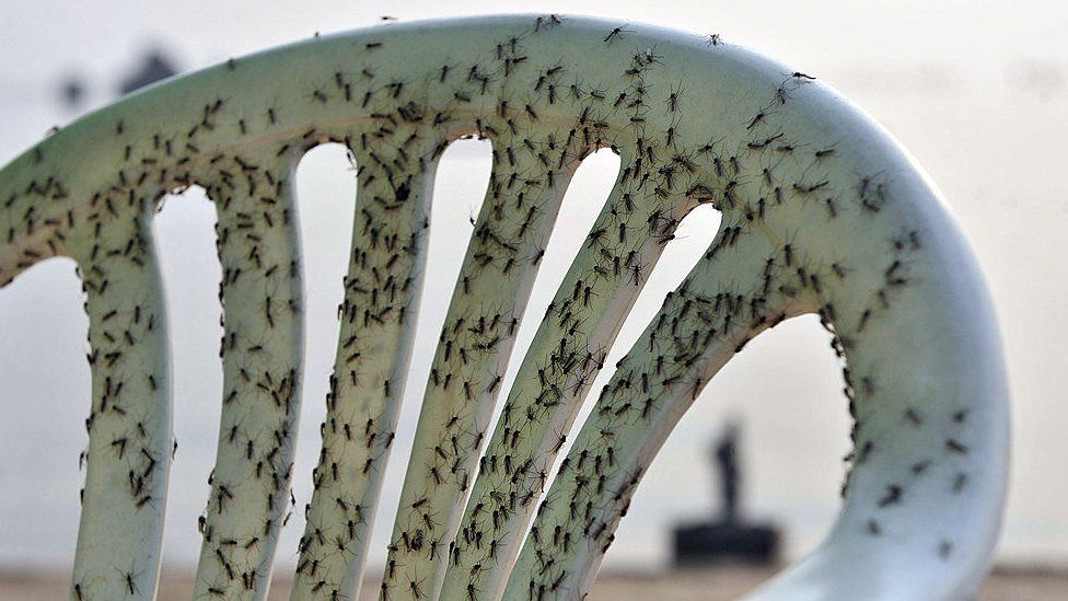 Midge Count Experts Say Recent Weather Could Lead To More Insects Midge Count Experts Say Recent Weather Could Lead To More Insects