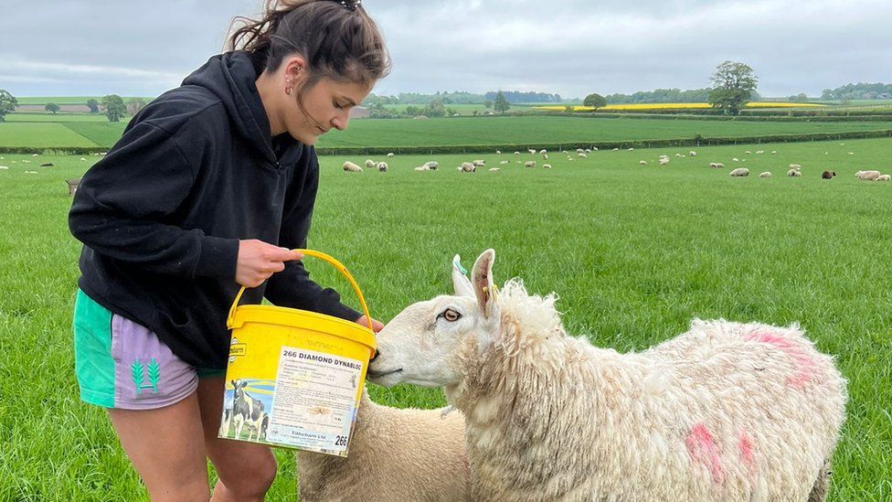 North Yorkshire: Warning to dog owners over sheep worrying - BBC News