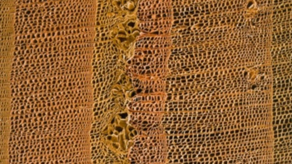 Cambridge University scientists create ancient tree ring diary - BBC News