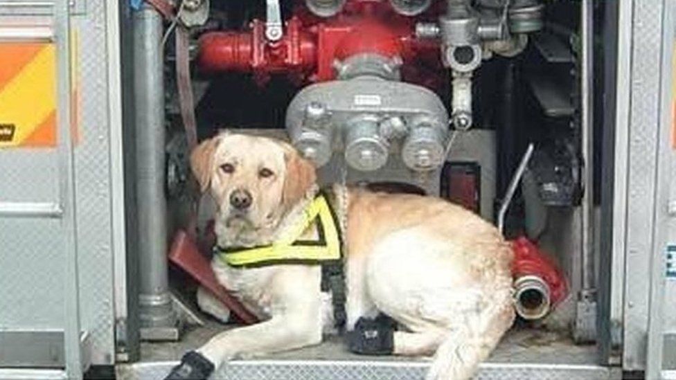 Wales' first fire investigation dog Sam dies at 18 - BBC News