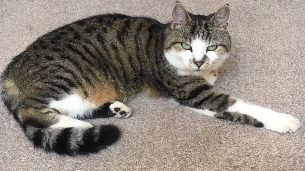 Fallen Norfolk man found by neighbour looking for cat - BBC News