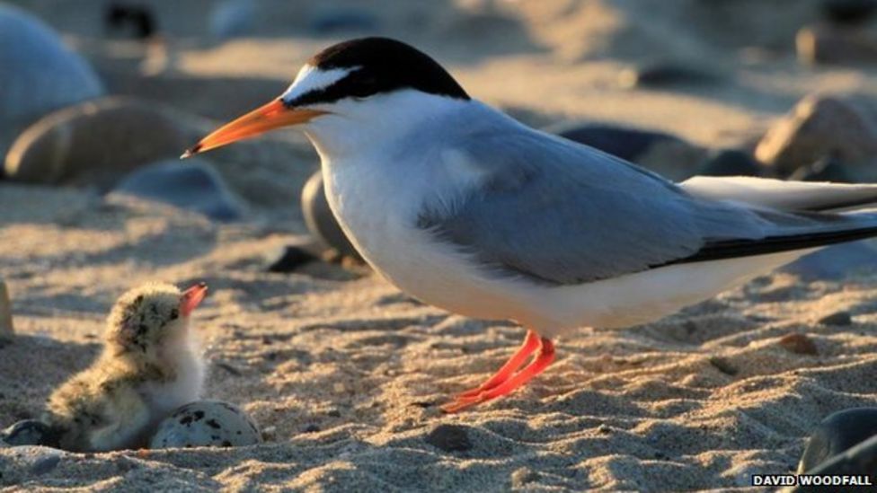 Little terns caught on camera at Gronant beach - BBC News