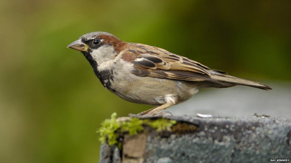 Pictures: Britain's top ten most common birds - BBC Newsround