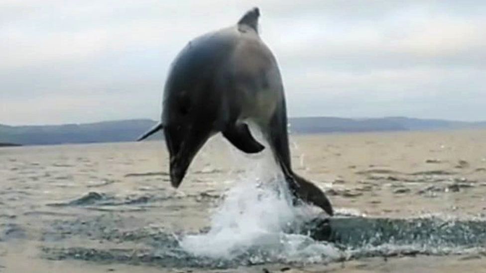 Anglesey: Dolphin dies after six stranded on beach - BBC News