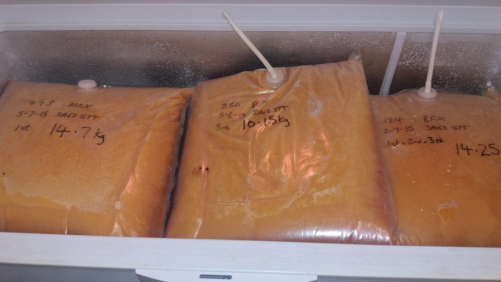 Colostrum UK trials Pembrokeshire calf milk as diet product - BBC News