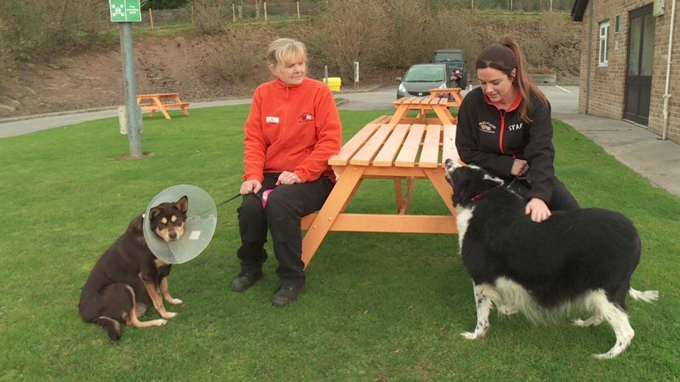 Big dog Bopper the Whopper is 'too fat for a kennel' - BBC News