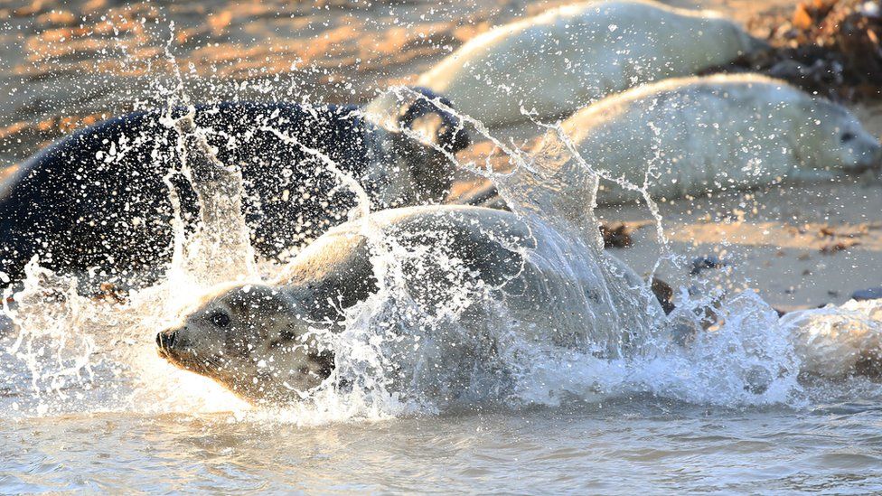 Record number of seal pups born at Farne Islands colony - BBC News