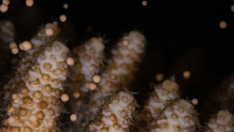 Playing sounds underwater to damaged coral could help them thrive - BBC ...