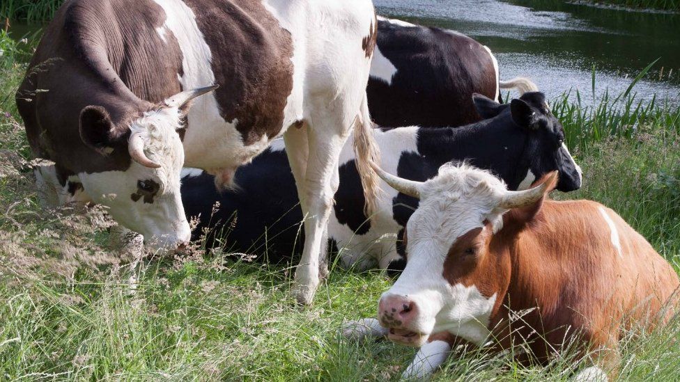 Sacred cows honoured with carrots and flowers - BBC News