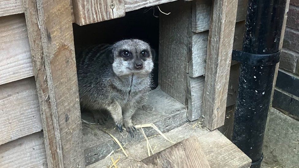 Search for meerkat missing from Reddish Vale Farm - BBC News