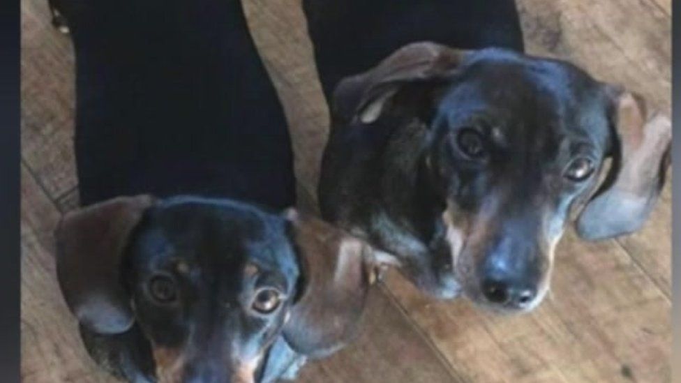 Owner reunited with cockapoo stolen from Leicestershire kennels - BBC News