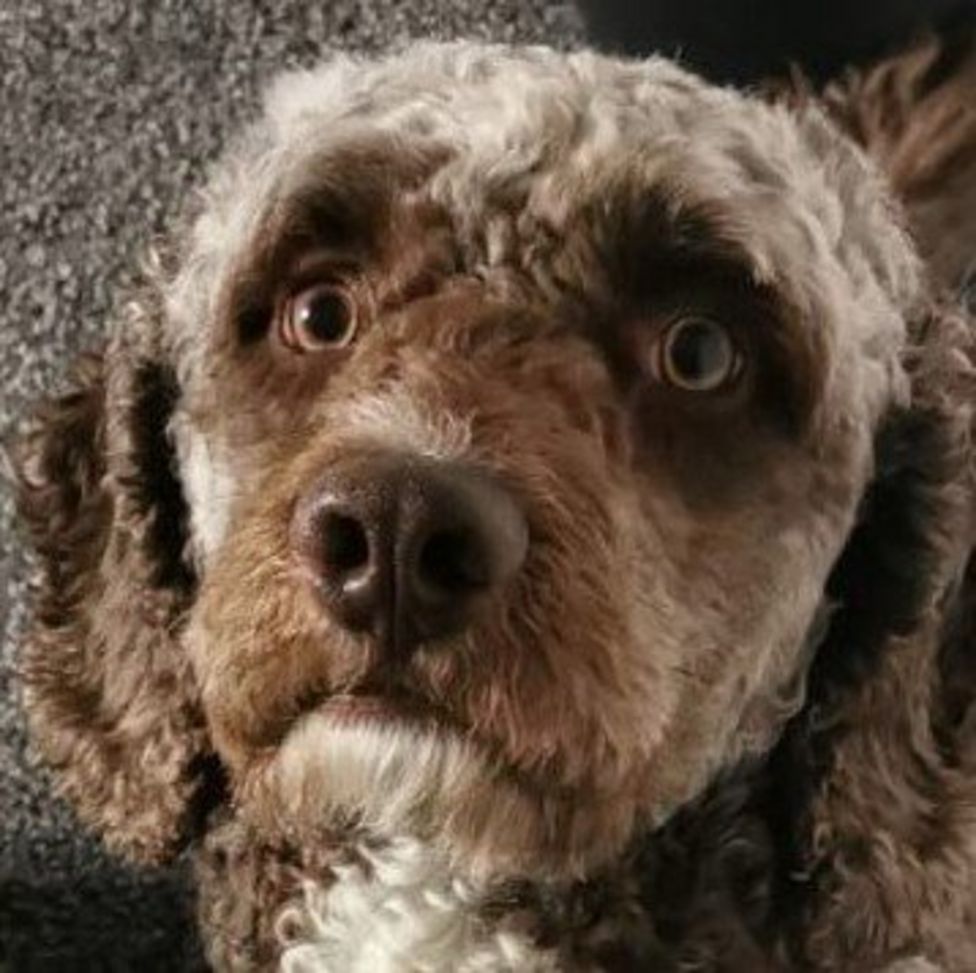 Dog photos: YOU sent us your precious pooch pics - BBC Newsround