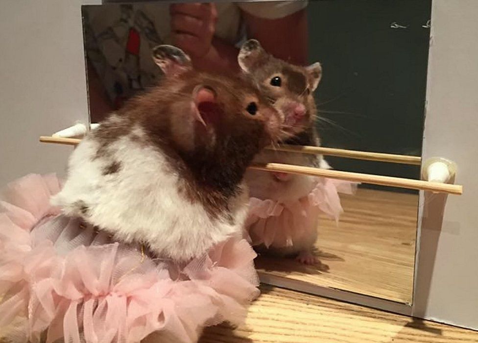 Bake Off set recreated for hamsters by pet owner - BBC News