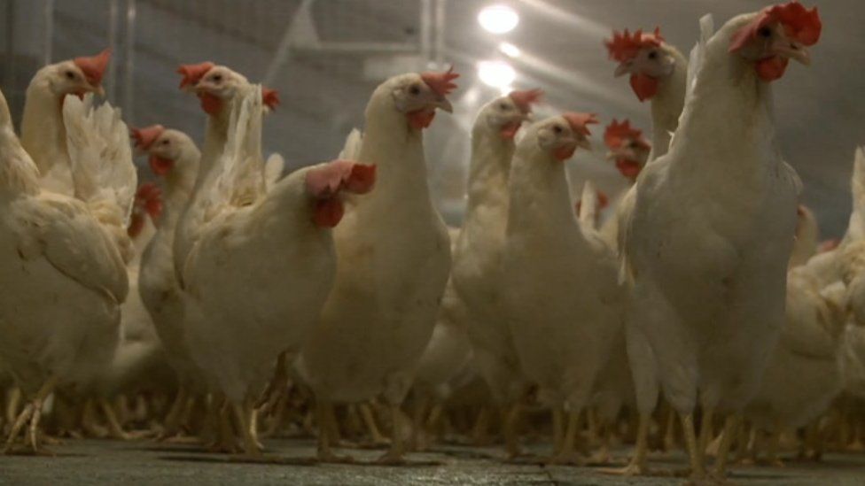 Mega chicken factory plan approved in Wiltshire - BBC News