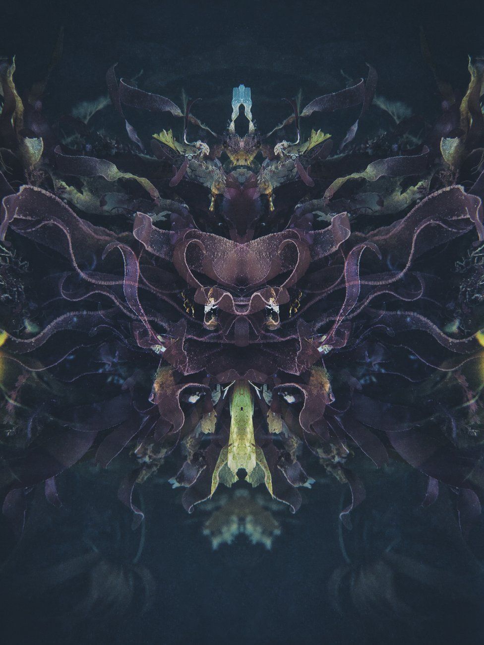 The breath-taking alien world of plastic bags under the sea - BBC News