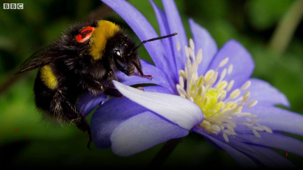 'Brexit' number plate for sale as Torquay owner 'banned' from using it ...