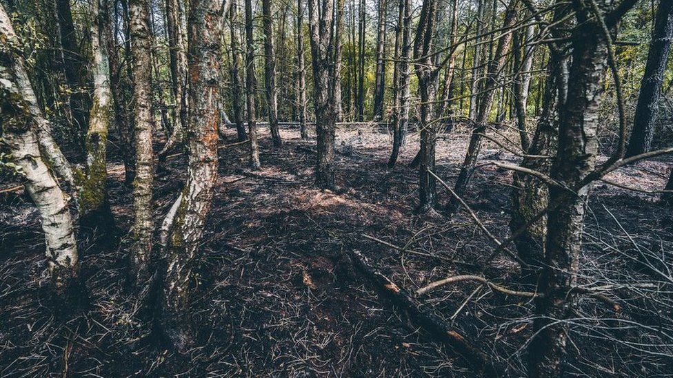 Delamere Forest: Firefighters tackle 'deep-seated' blaze - BBC News