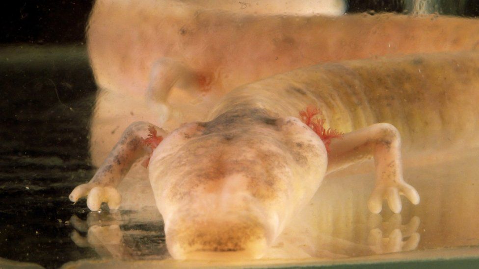 Olm eggs: Tense wait for baby Slovenian 'dragons' - BBC News