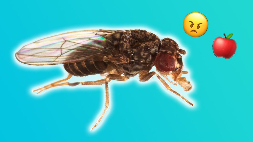 Fruit flies can get hangry like humans say scientists - BBC Newsround