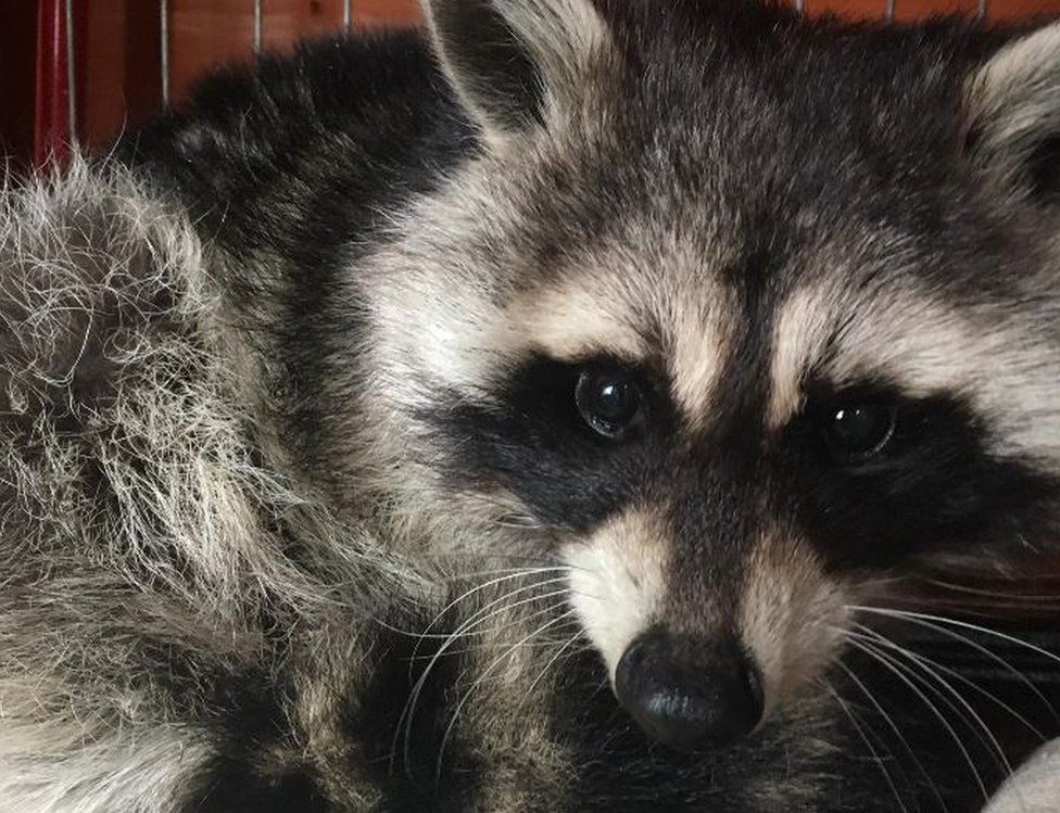 Raccoon rescued from a Cambridgeshire couple's roof - BBC News