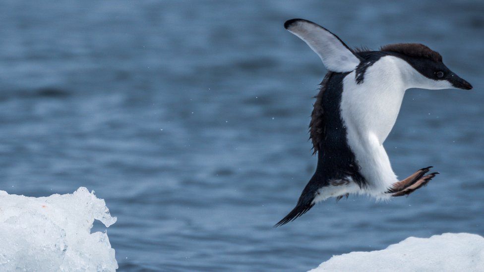 Penguin Awareness Day: Newsround's top 10 penguin facts - BBC Newsround