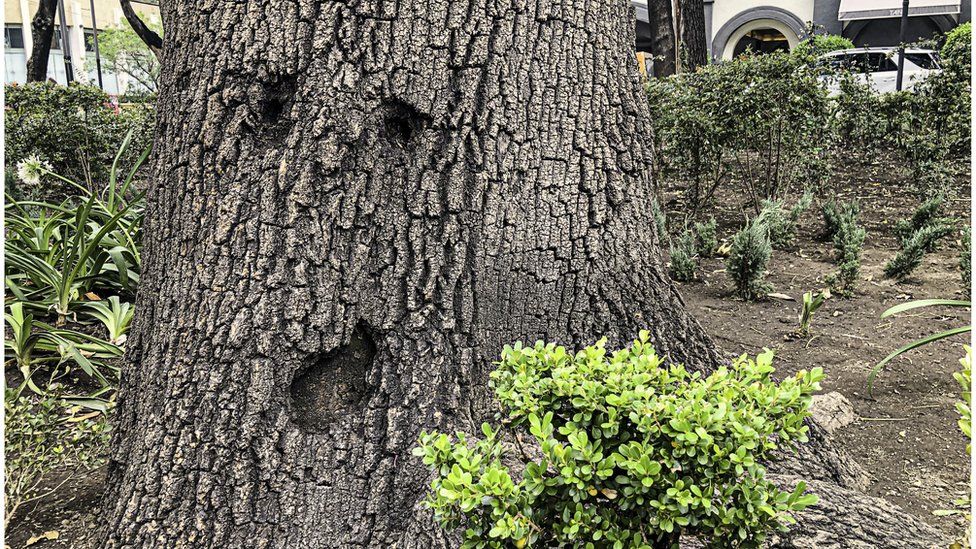 Scientists know why we see faces in things that aren't there - BBC ...